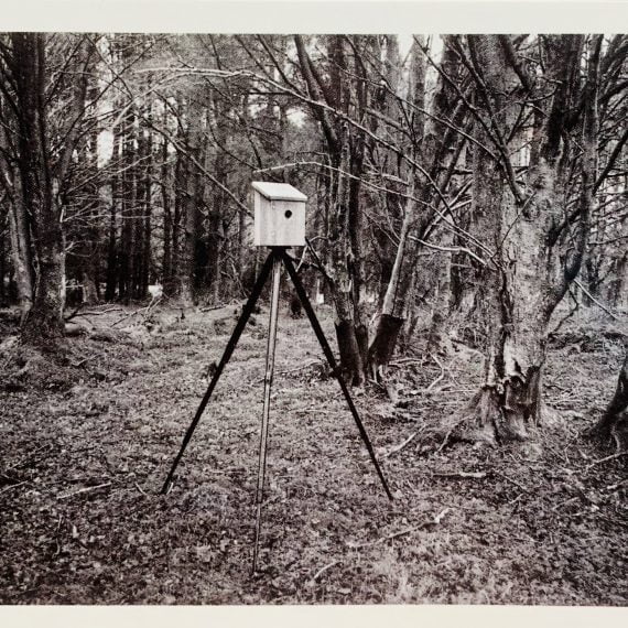 David Bellingham - Unoriginal Sins